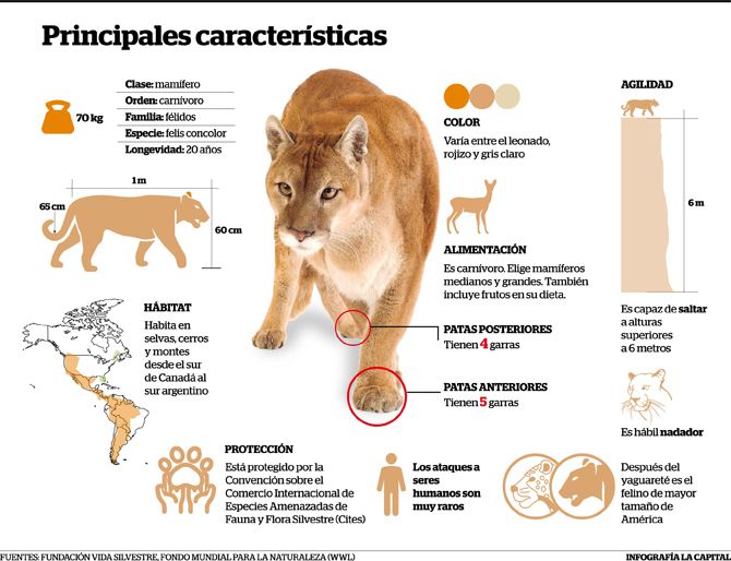 Qué hacer al encontrarse con un puma, el felino que tiene en vilo a ...