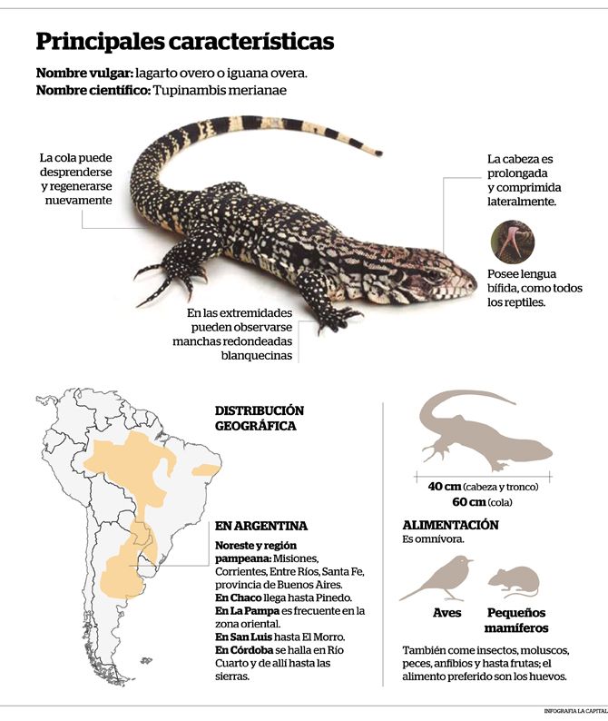 La importancia de los lagartos: por qué hay que cuidarlos y hacerse amigo