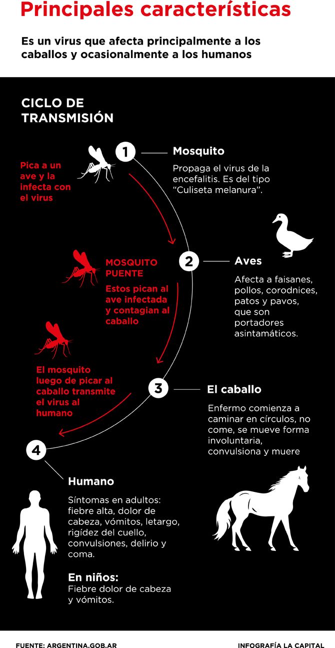 Encefalomielitis equina: cómo es y cómo se transmite la enfermedad que ... Encefalomielitis equina: cómo es y cómo se transmite la enfermedad que ...