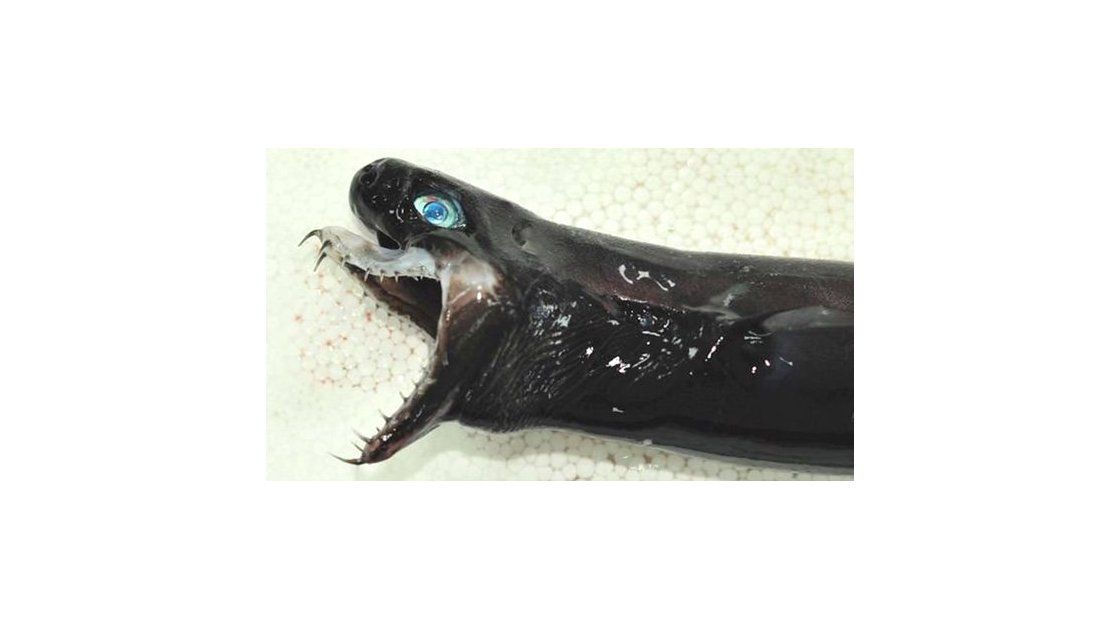 Tiburón víbora sorprende a pescadores | Naturaleza, Pesca