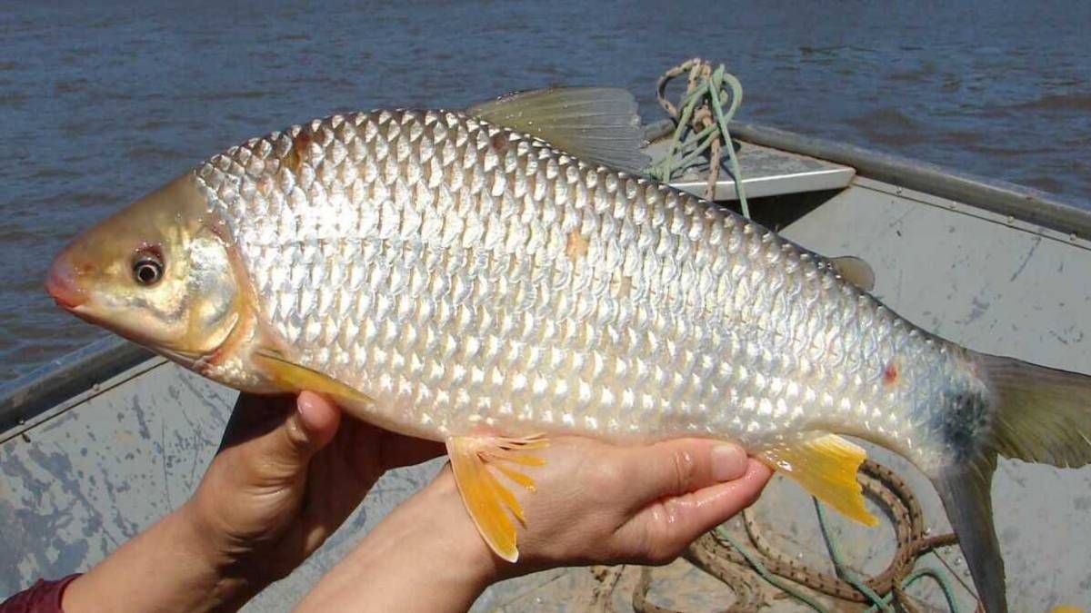Investigadores santafesinos desarrollaron tecnología para producir boga ...