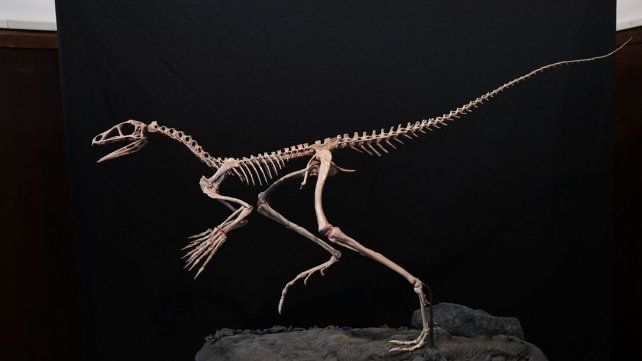 Científicos argentinos hallaron un Venetoraptor gassenae