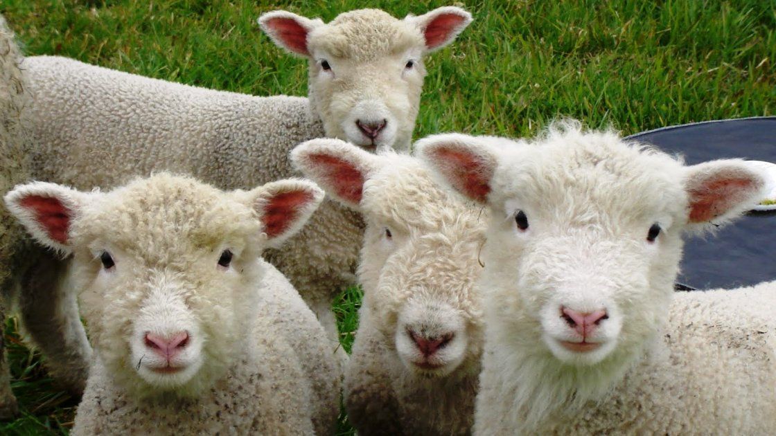 Un pastor se durmió y sus más de mil ovejas dieron un paseo por el ...