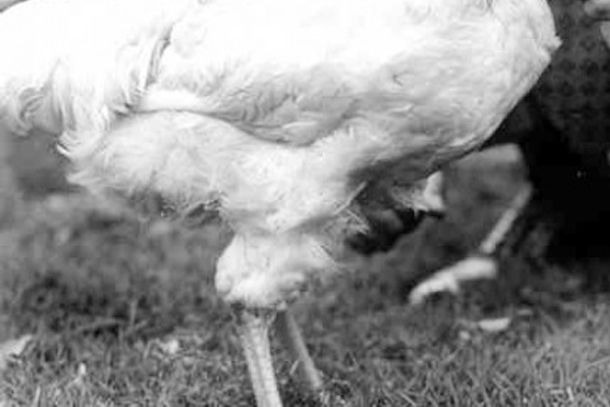 El pollo que vivió sin cabeza por 18 meses