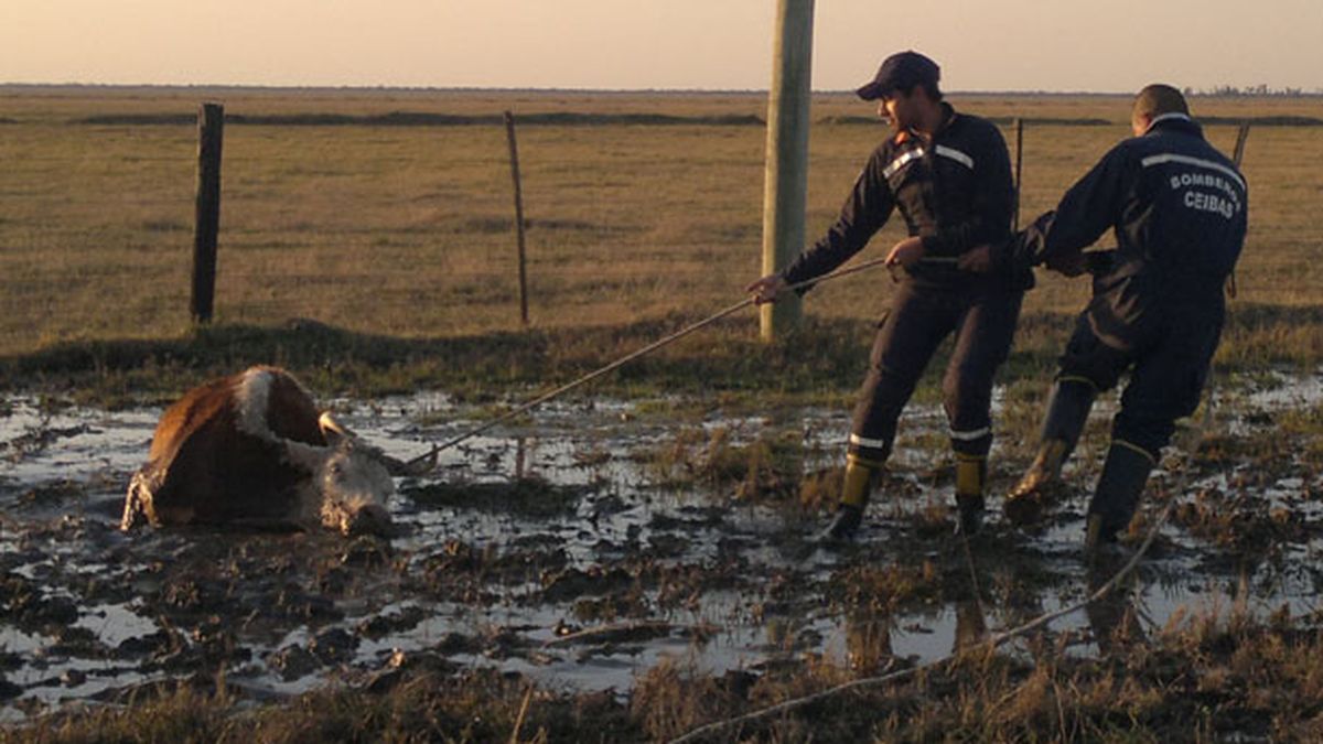 Bomberos Voluntarios de Ceibas rescataron una vaca que se cayó en un pozo