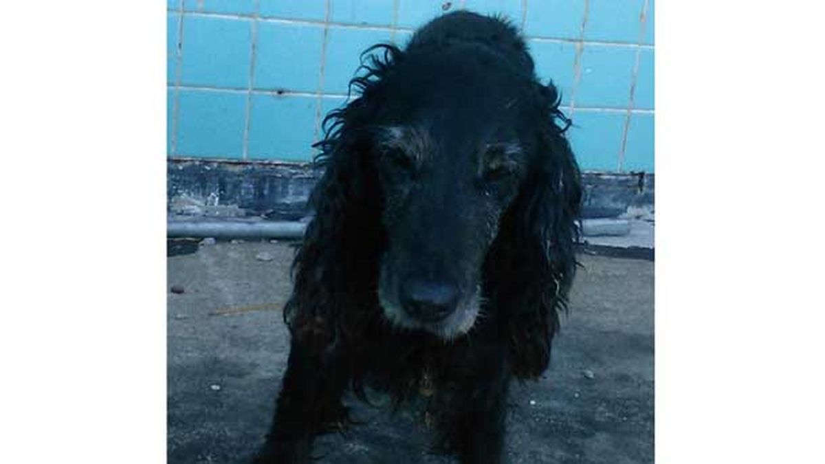 Buscan a los dueños de una perra Coquer