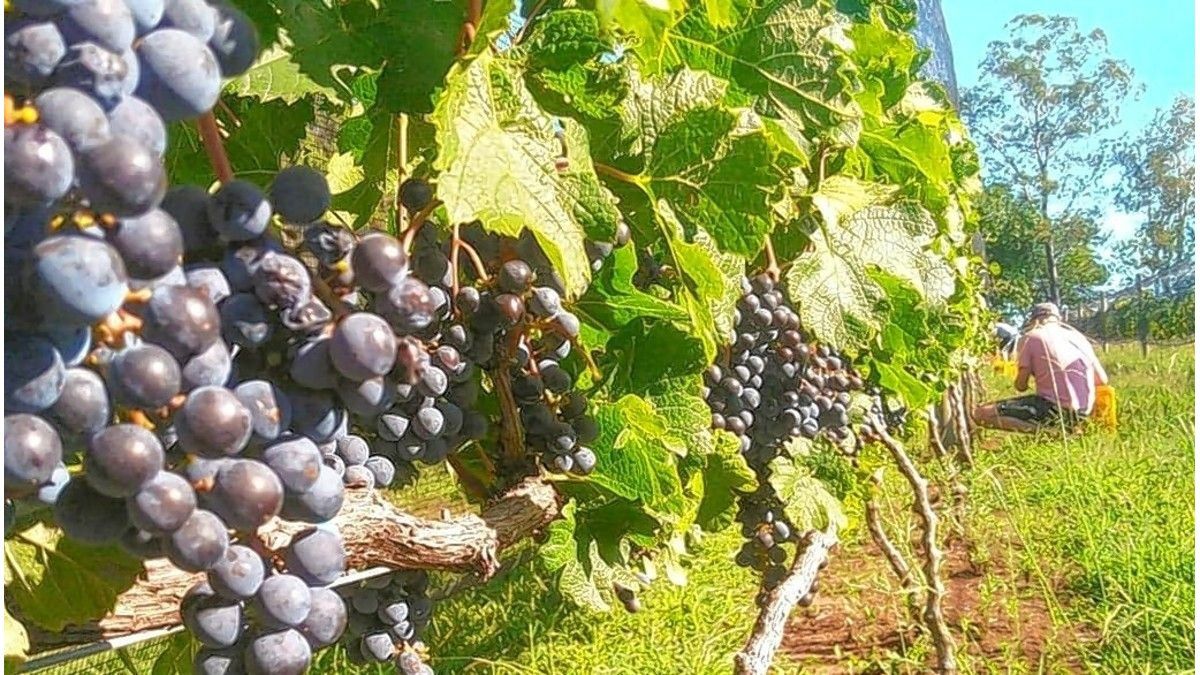 Entre Ríos censará establecimientos y productores de vinos