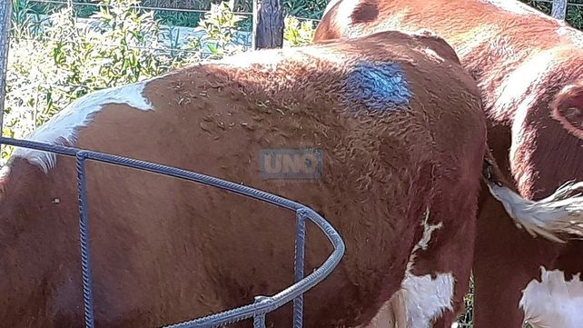 El drama de las vacas empastadas