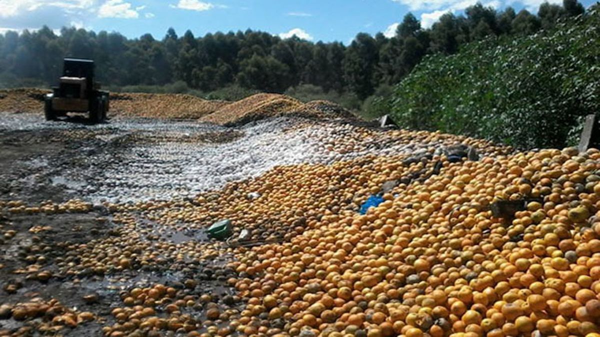 Más de 100 toneladas de naranjas a la basura