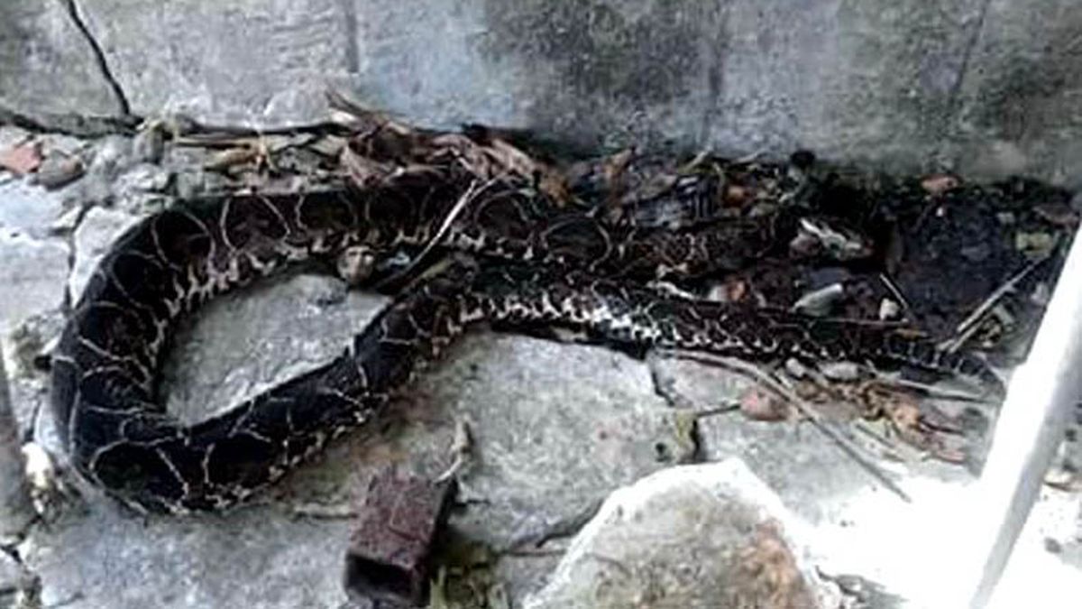 Encontraron una yayará de gran tamaño en inmediaciones de una escuela