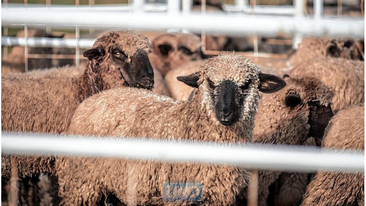 Entre Ríos comenzará a comercializar carne ovina en otras provincias