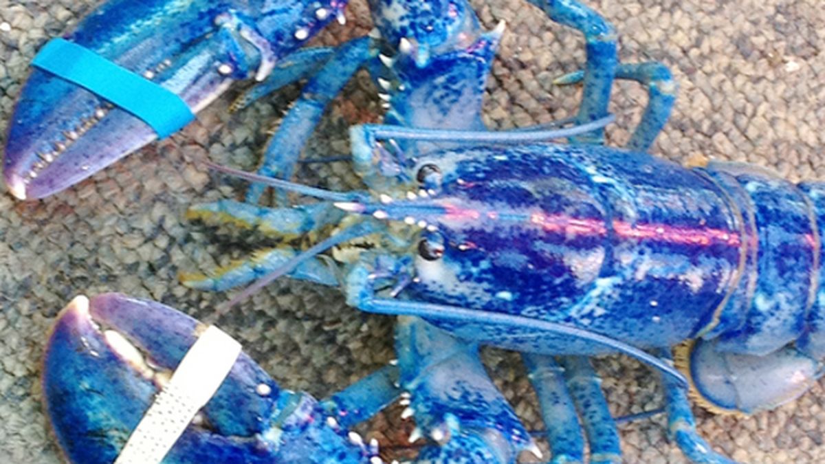 Descubren una extraña langosta azul en Canadá