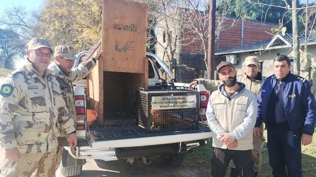 Villa Urquiza: reubicaron el cachorro de yaguarundí