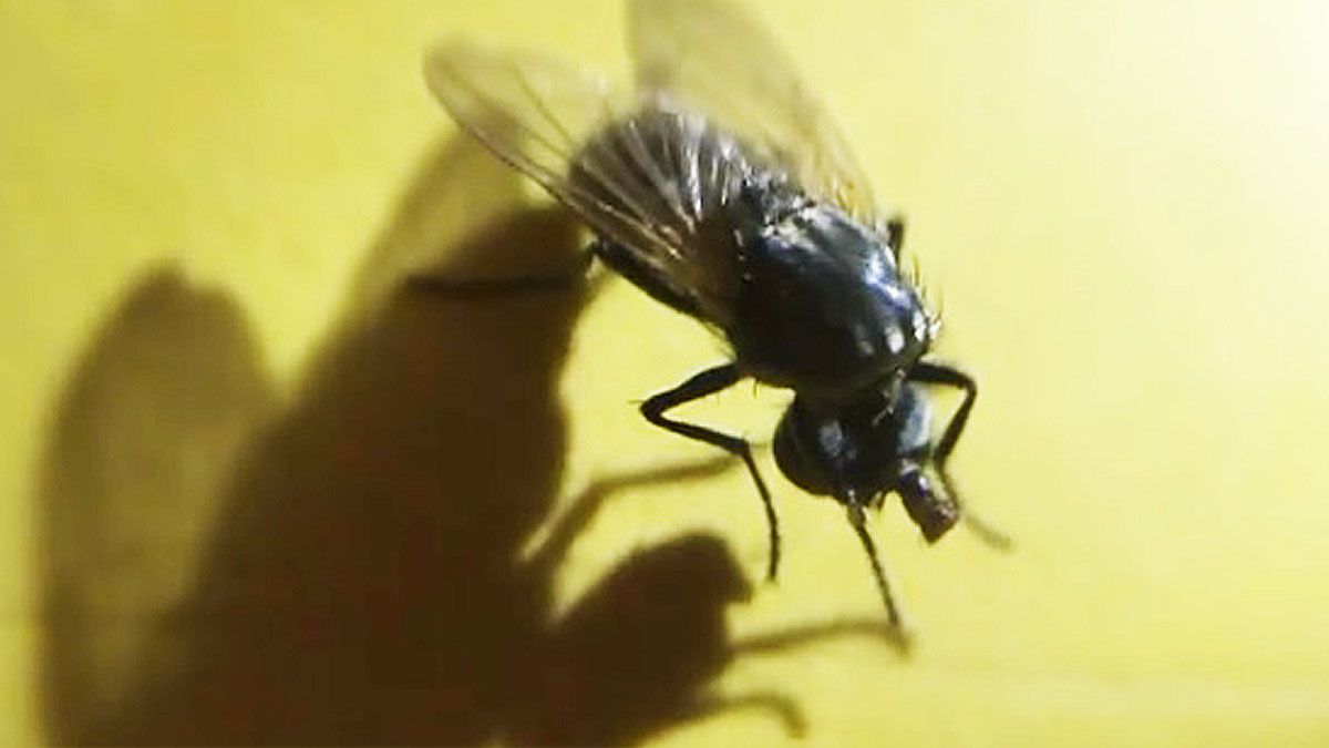 Espanta la mosca que juega con su propia cabeza decapitada