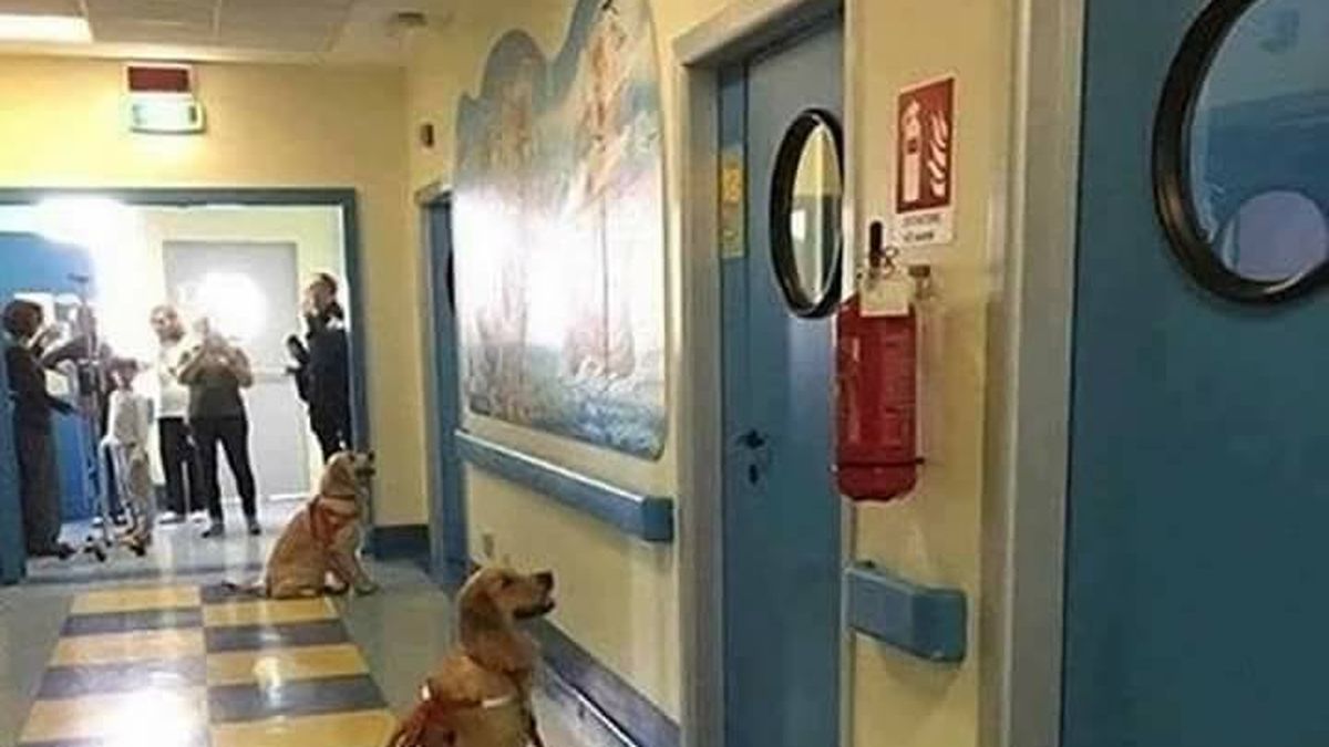 Los perros llegaron a los hospitales para dar terapias