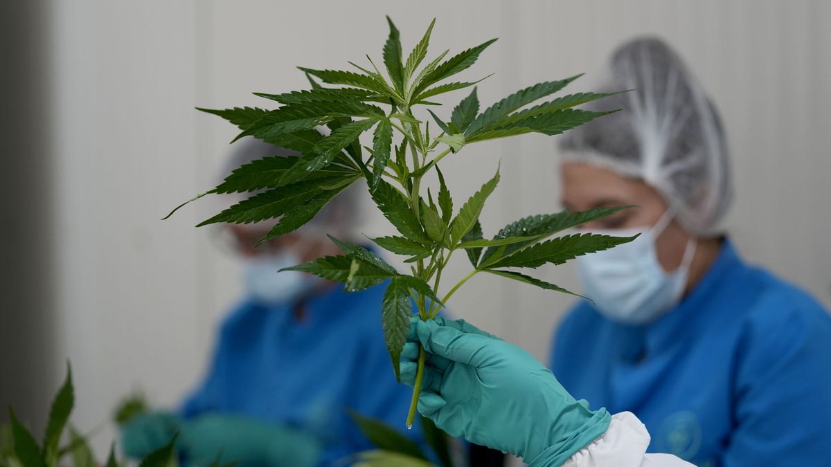 Cannabis medicinal: el gobierno modificó los requisitos para ...