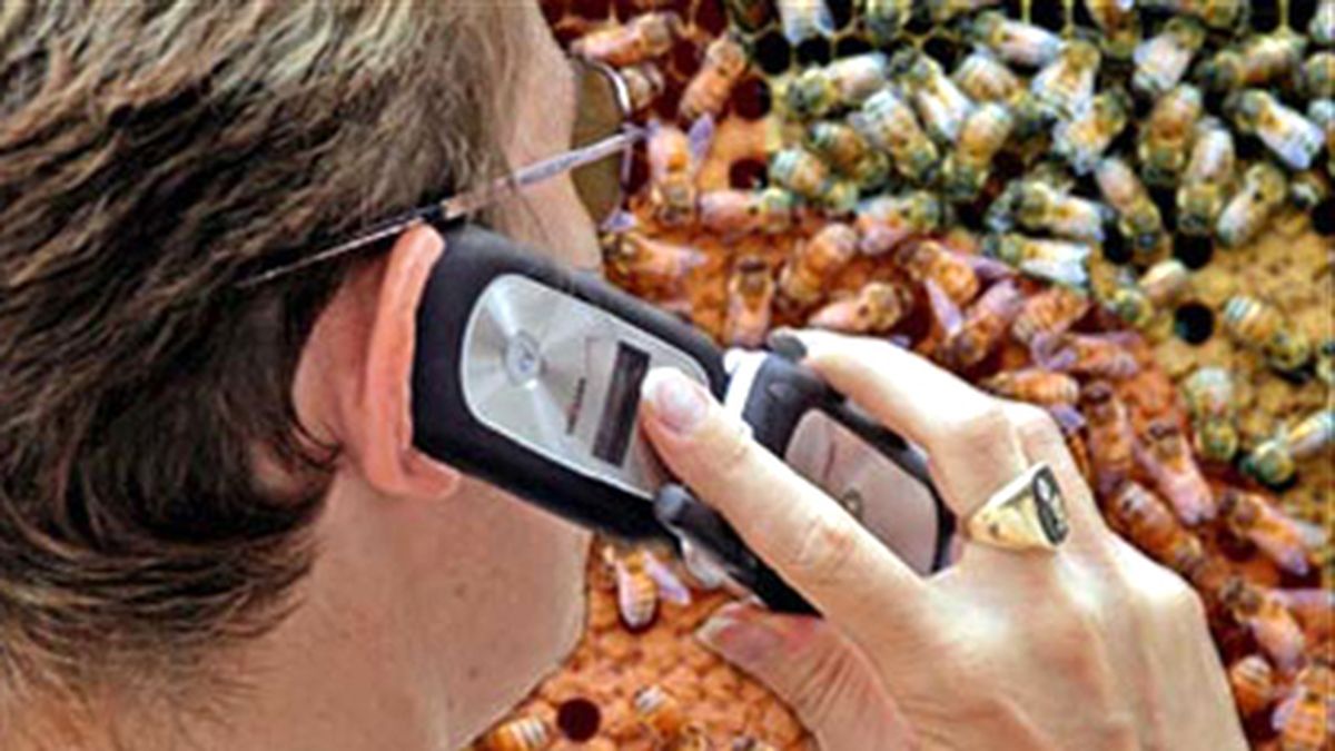 Los tumores son más frecuentes del lado que se usa el teléfono celular