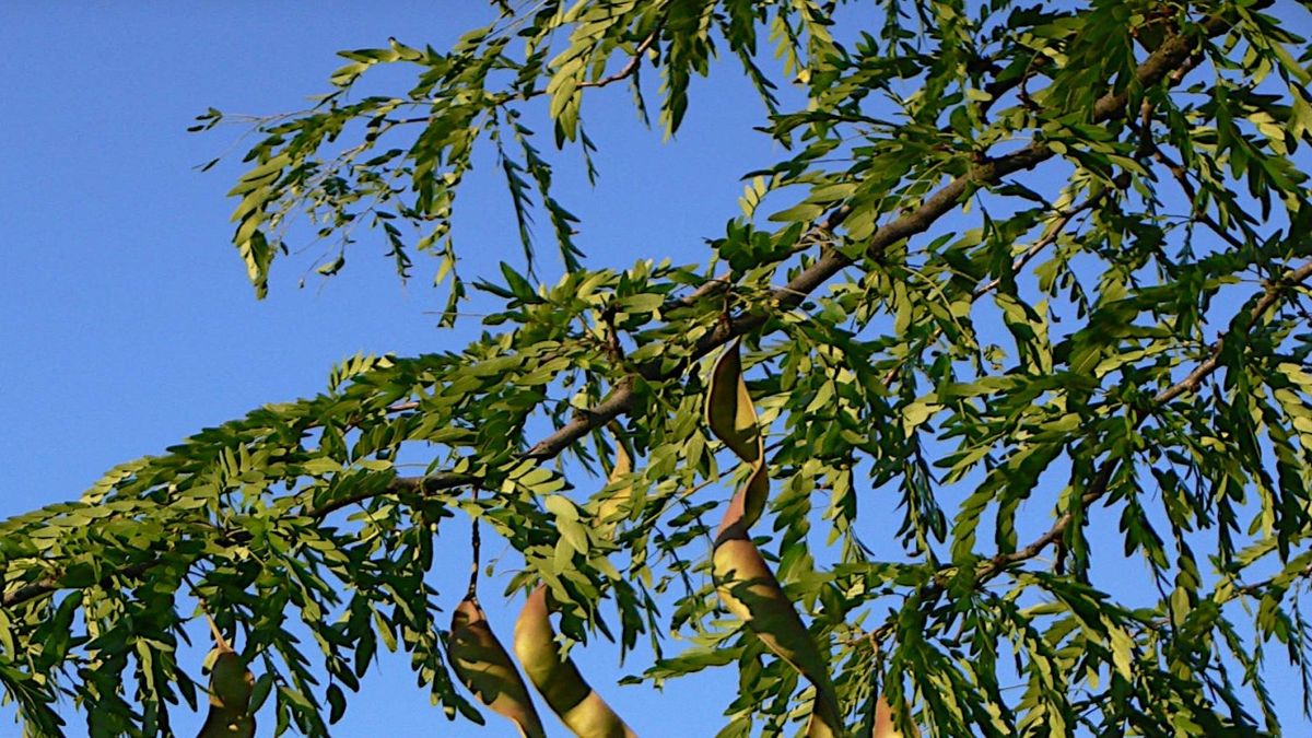 Acacia negra, árbol invasor que jaquea a los campos
