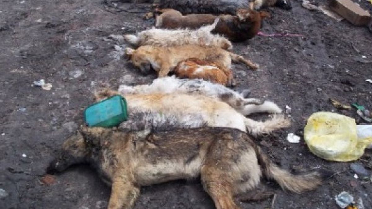 Confirman que son 55 los perros muertos por envenenamiento en Tabossi