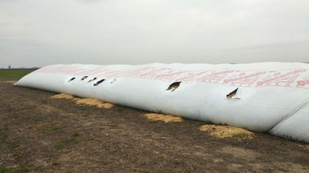 Silo bolsa: cómo proteger al gran aliado del campo