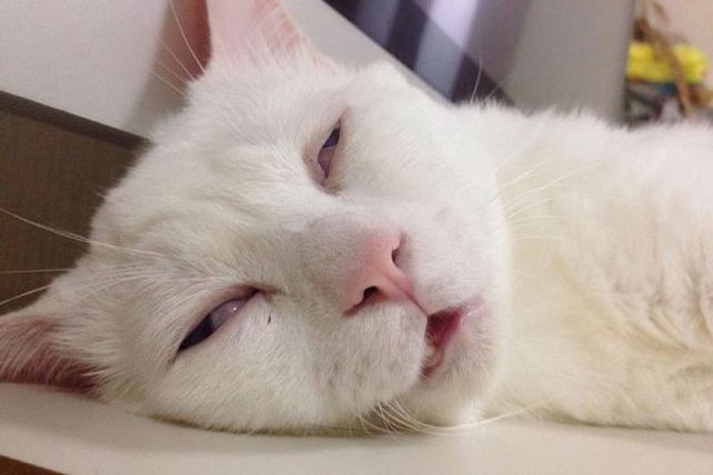 Este es el gato más feo cuando duerme de Japón