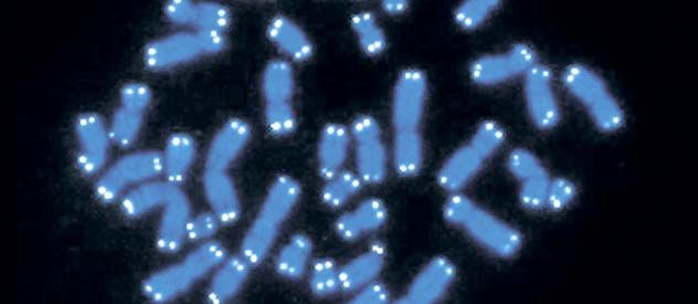 Descubrieron cómo funciona de manera integral el genoma humano