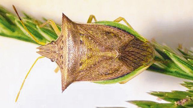 Una chinche que tiene en jaque al maíz