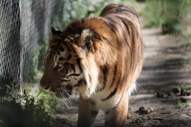 De la India a zona norte: quién es Prince, el tigre de Bengala que fue ...