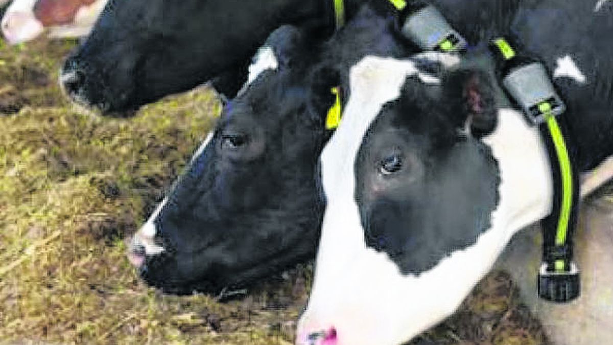 Lechería: la sequía y el día después