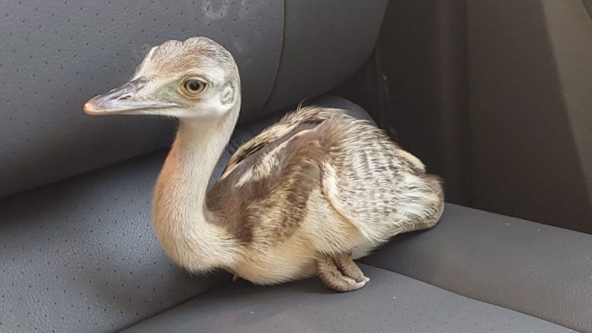 Rescatan un pichón de ñandú que estaba a la venta en una vivienda en Pérez