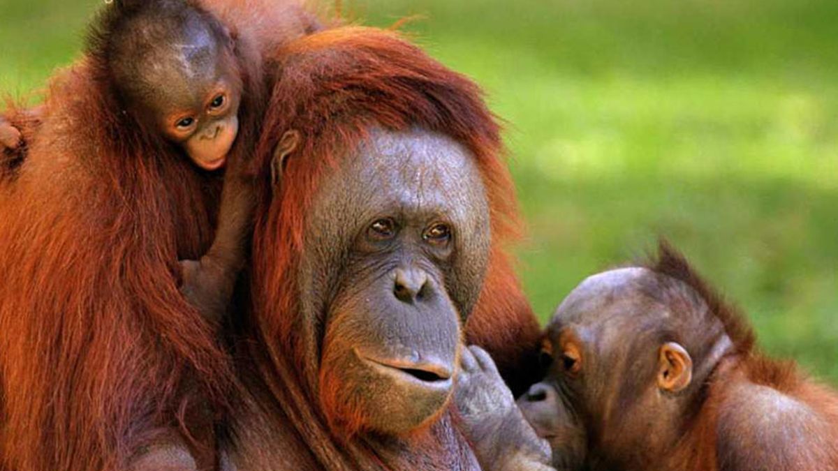 Casi personas: los grandes simios podrían ser declarados “patrimonio ...