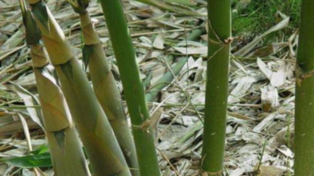 El bambú se expande entre las cabañas del Delta bonaerense