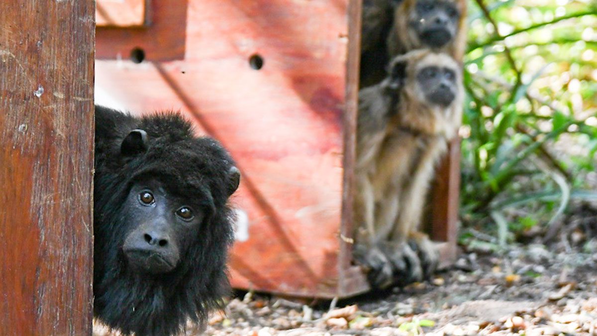 Se liberaron cinco monos carayá en el norte provincial