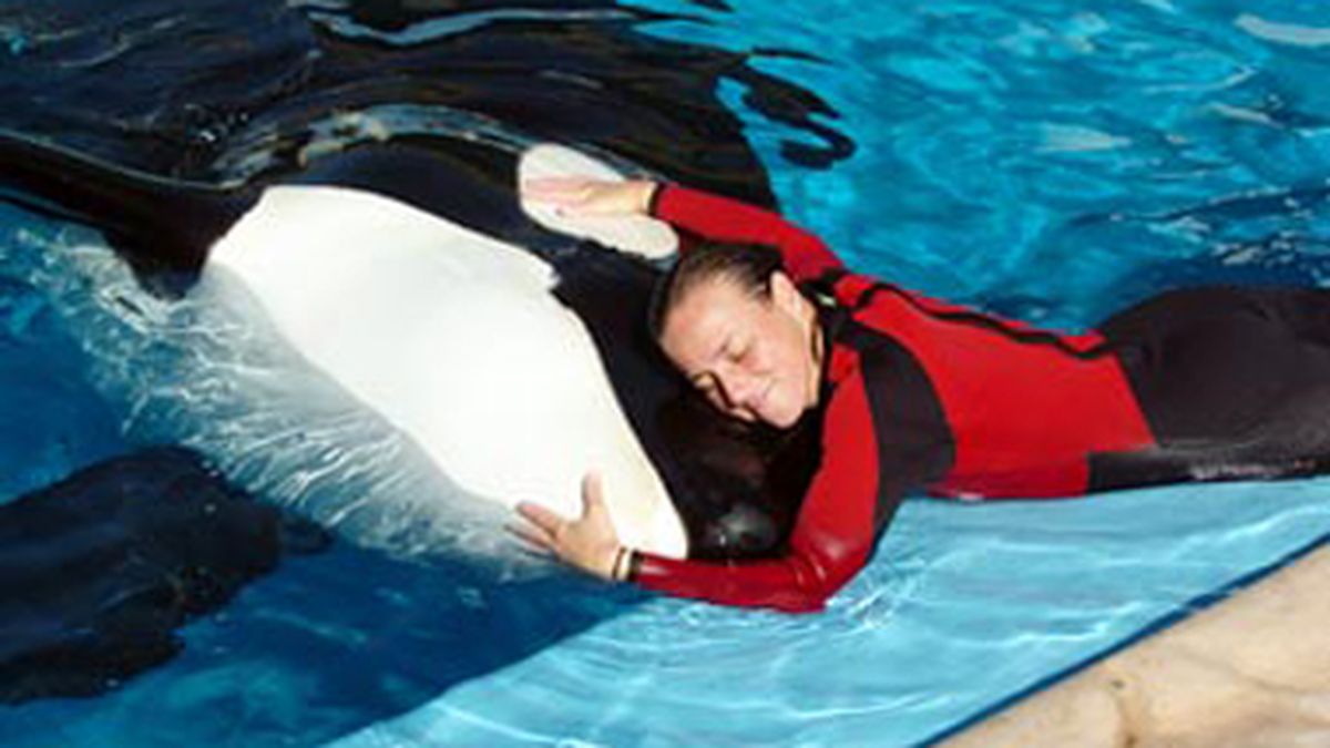 Una orca mató a su entrenadora en el SeaWorld de Orlando