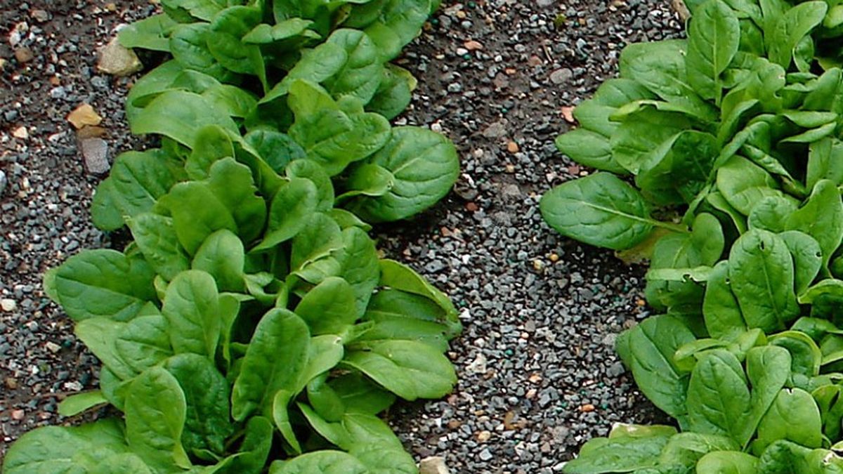 Desarrollan producción extensiva del cultivo de espinaca