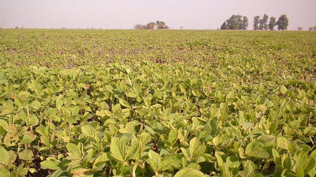 Finaliza la cosecha de soja, con buena calidad en Entre Ríos