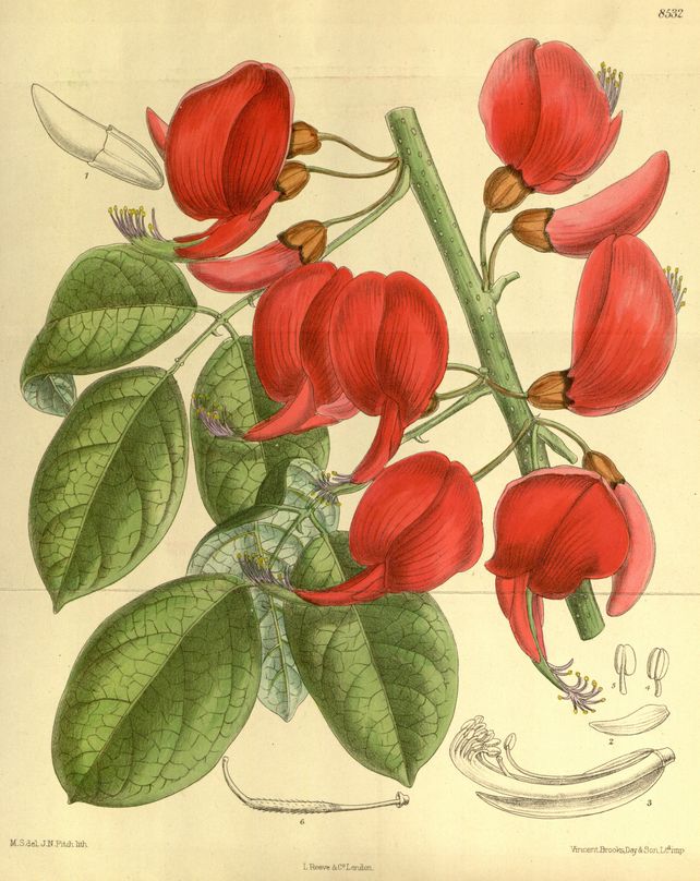 Día de la Flor Nacional: por qué se eligió el ceibo y qué leyendas ...