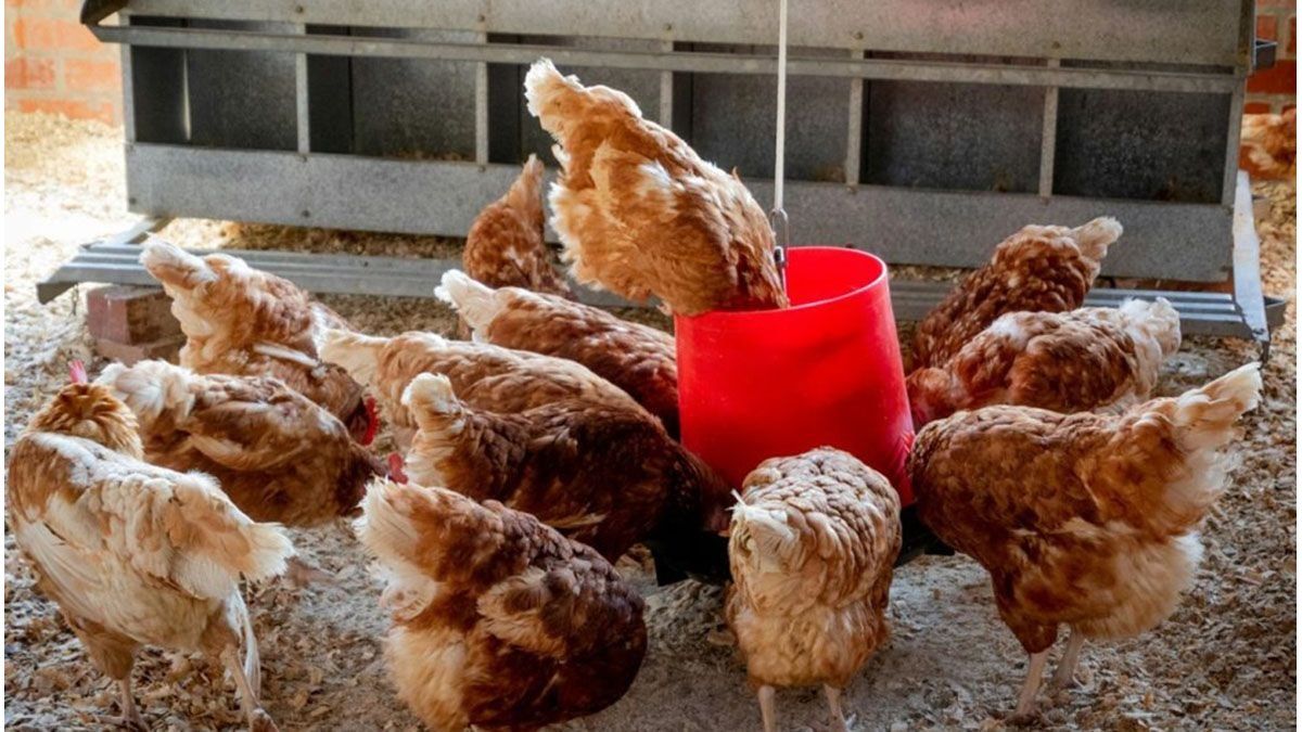 Influenza aviar: claves sanitarias para la crianza de aves de traspatio