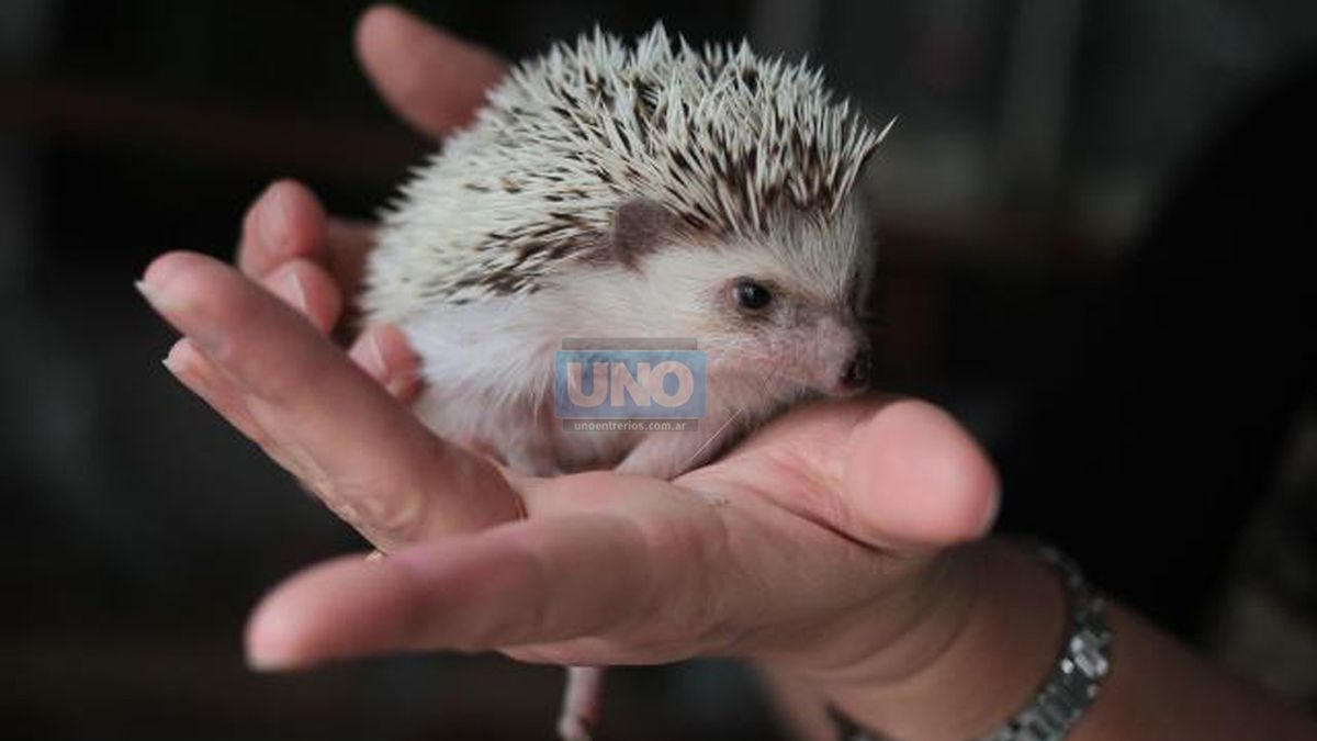 Paraná se suma a la tendencia de adoptar erizos como mascotas