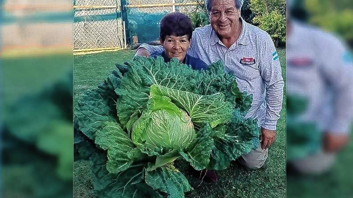En Concordia cosecharon un repollo de 15 kilos