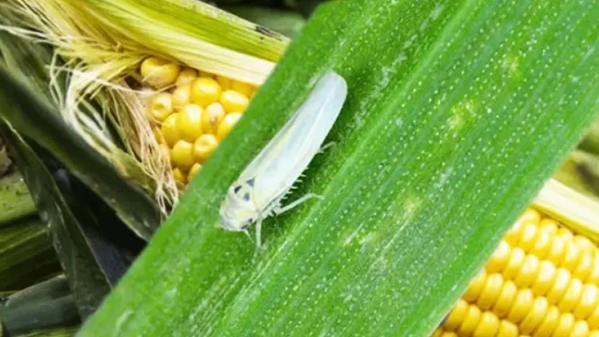 Detectaron los primeros ejemplares de chicharrita africana en Santa Fe ...