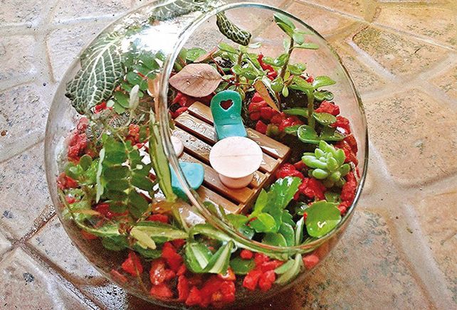 Cómo armar un terrario