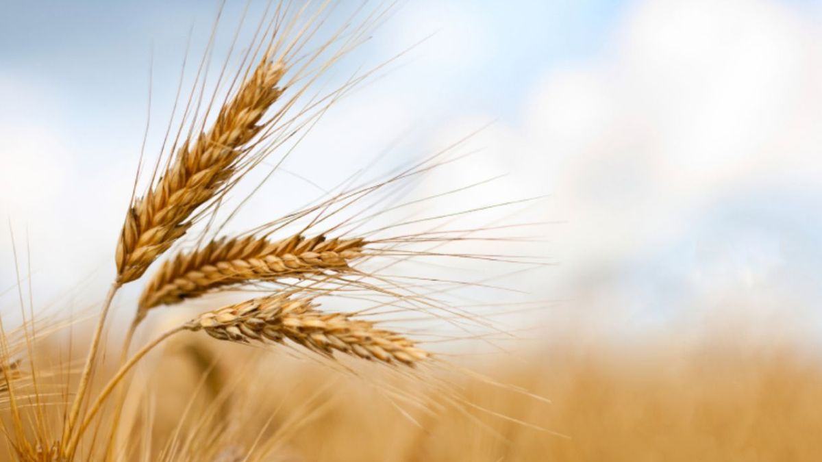 Trigo: buenos rindes, precios y márgenes brutos para el productor