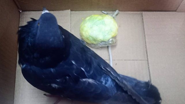 Capturan una paloma que era usada para trasladar droga en Coronda: la ...