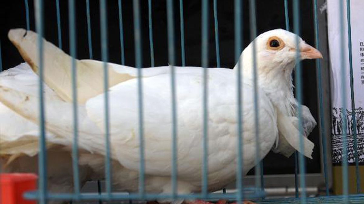 Desbaratan una banda de traficantes que usaba palomas para distribuir droga