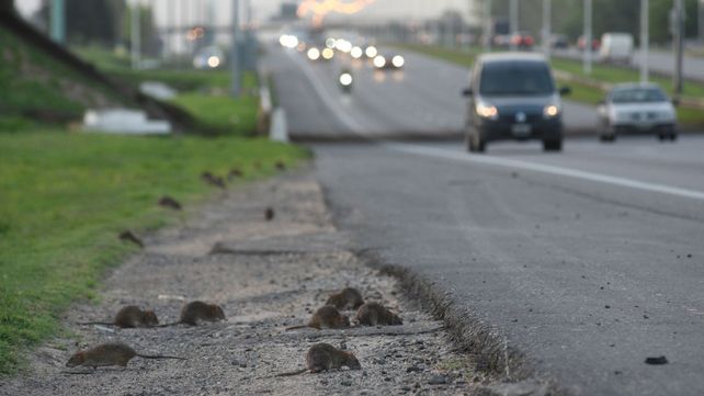 Crece la población de ratas en Rosario: toman medidas para controlar a ...