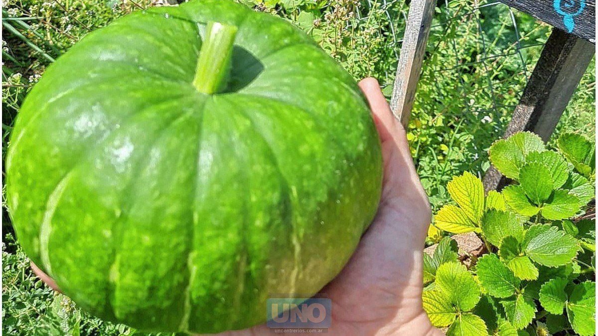 Cosecharon enormes zapallitos en una huerta en Oro Verde
