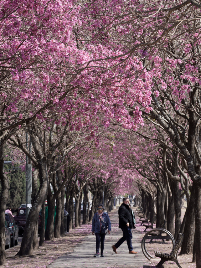 Lapacho, la estrella de la primavera en Rosario: cuidados, origen y ...