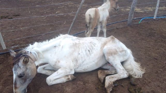 Brote de encefalomielitis equina en Rosario: caballos infectados en el ...
