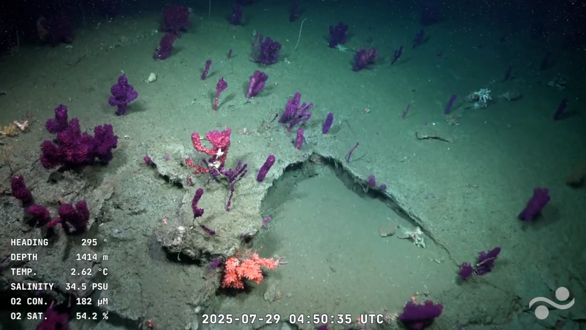 Nuevo streaming del Conicet en el fondo del mar: cuándo es y cómo verlo